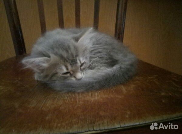 Отдам милую и пушистую кошечку