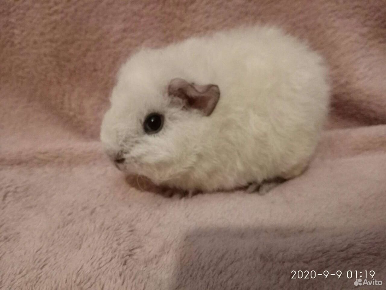 Малыш рексик Калифорния