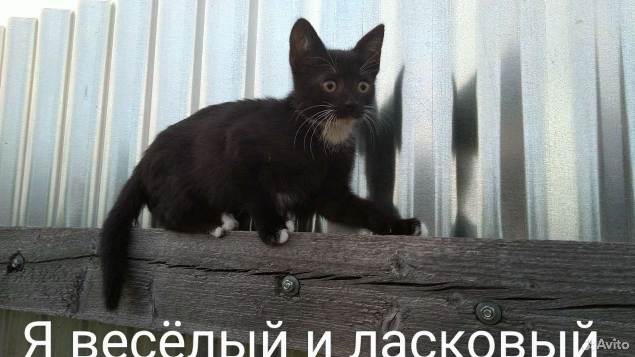 Котята