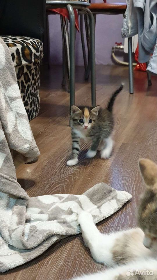 Кошка