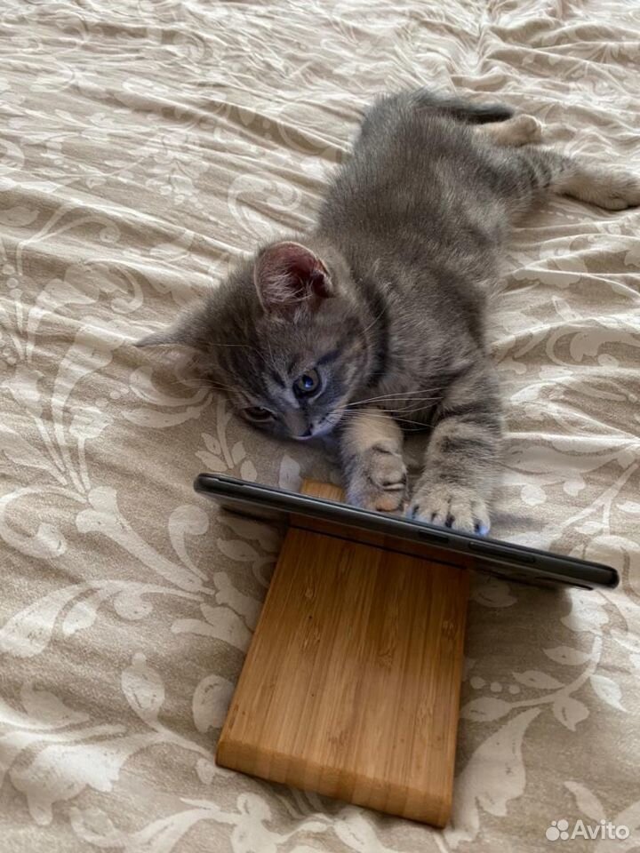 Шотландский котёнок с прямыми ушками