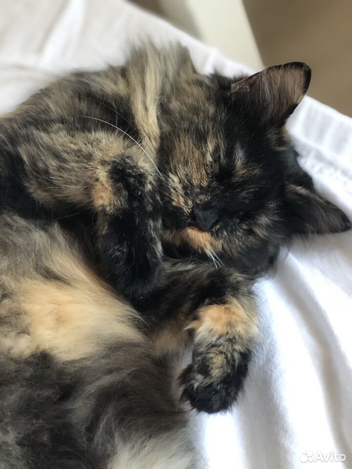 Кошка 2 годика Ириска