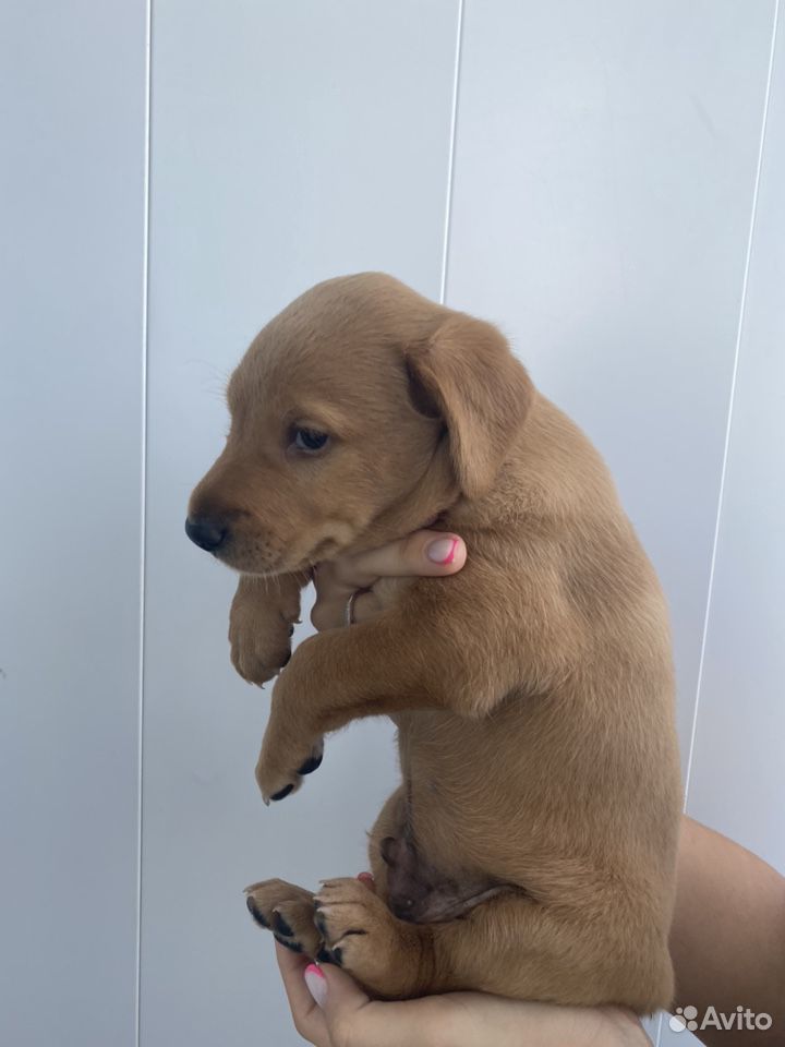 Щенки лабрадора