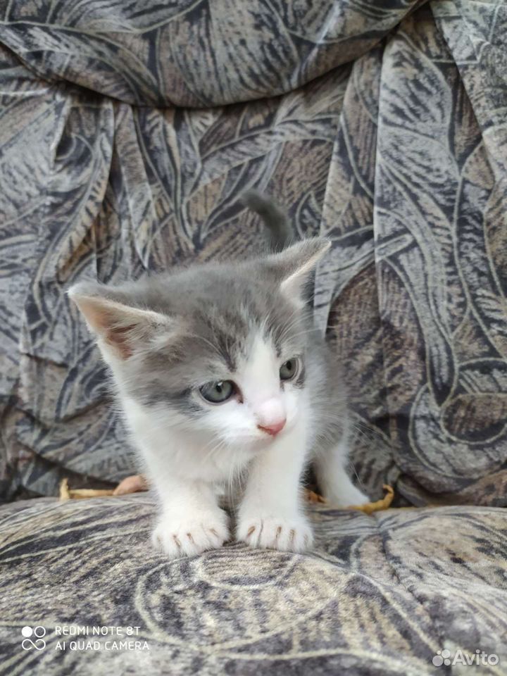 Котята