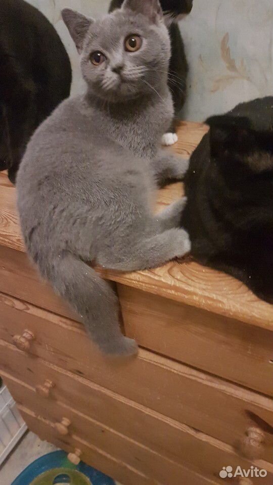 Британская котик 3 мес