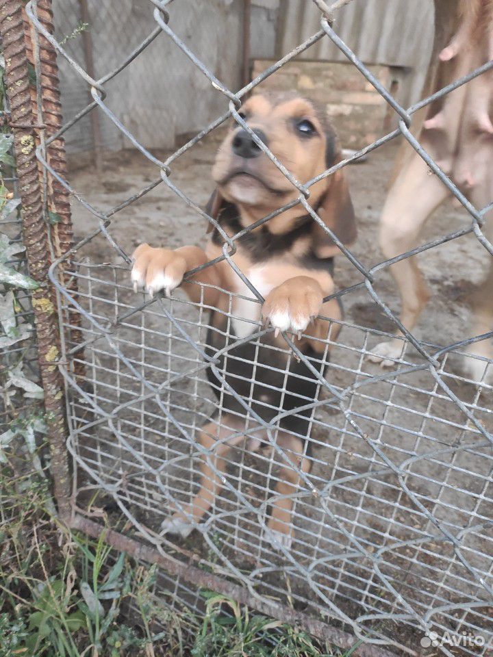 Щенок русской гончей