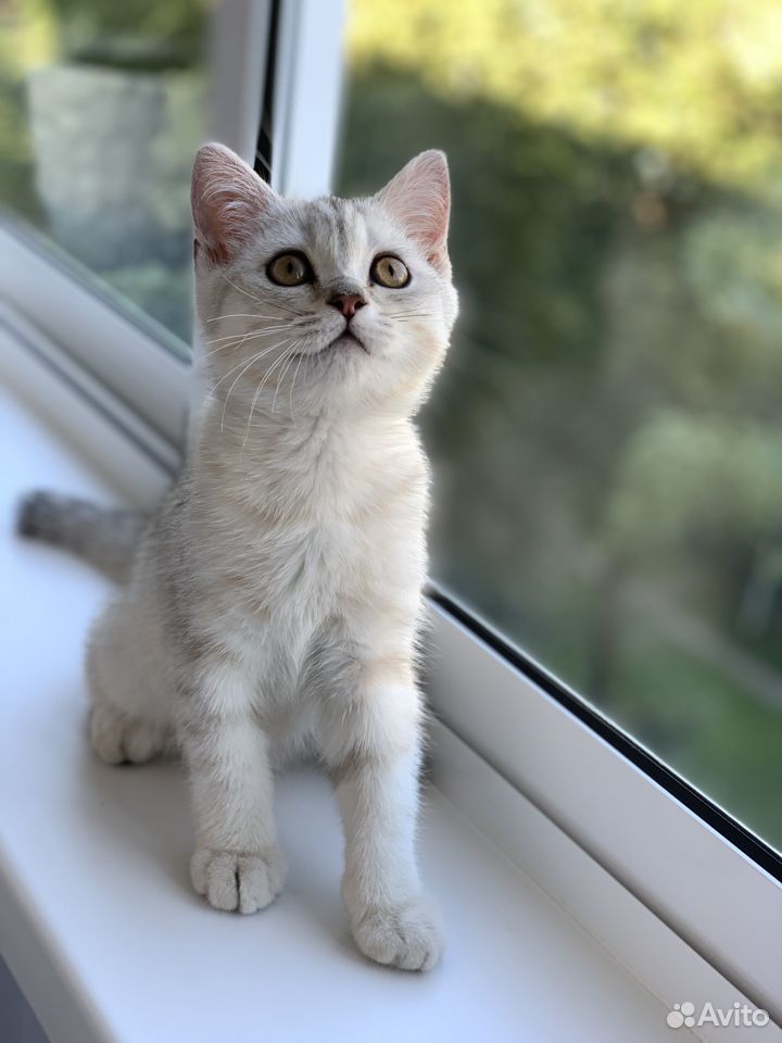 Шотландский котёнок скотиш - страйт