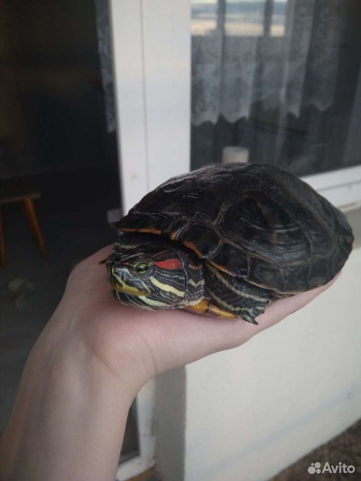 Черепаха