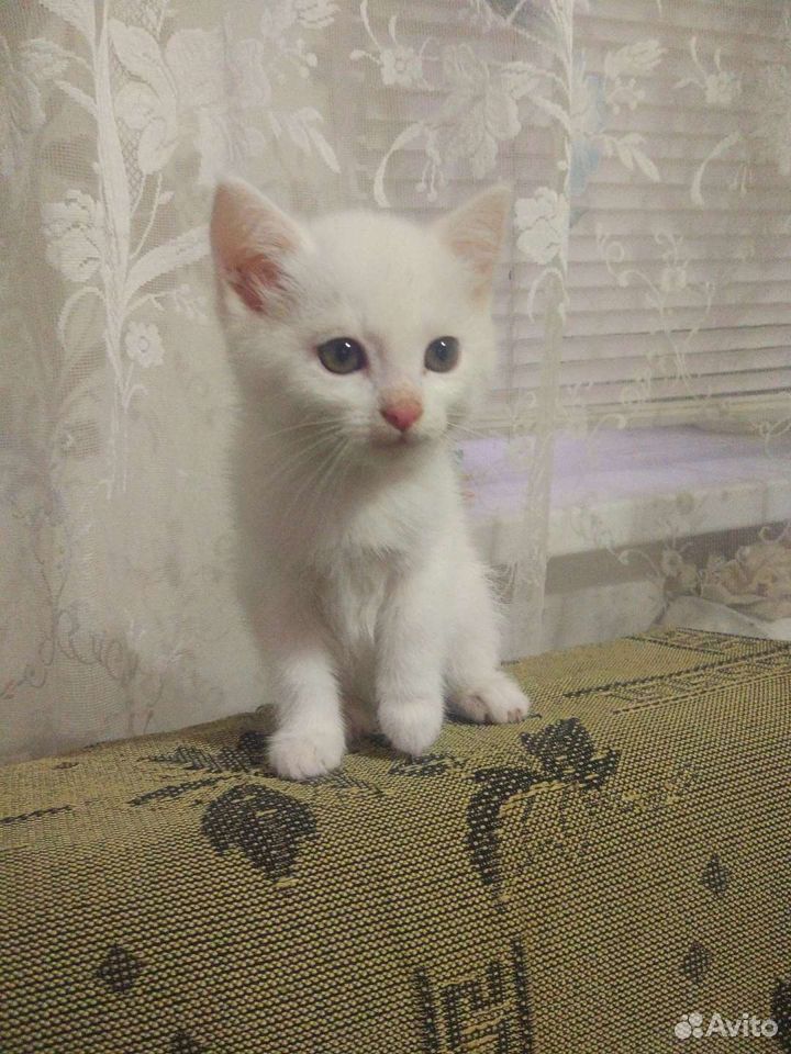 Котёнок