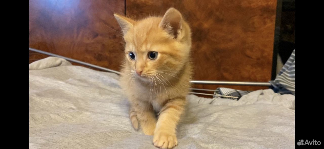 Котенок