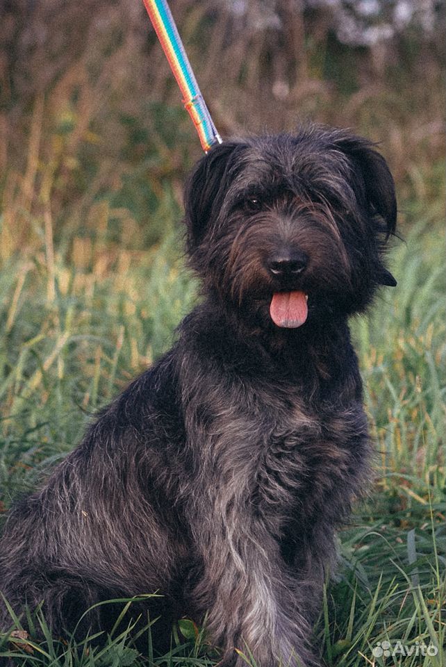 Чаровница Чапа, метис миттелшнауцера в дар