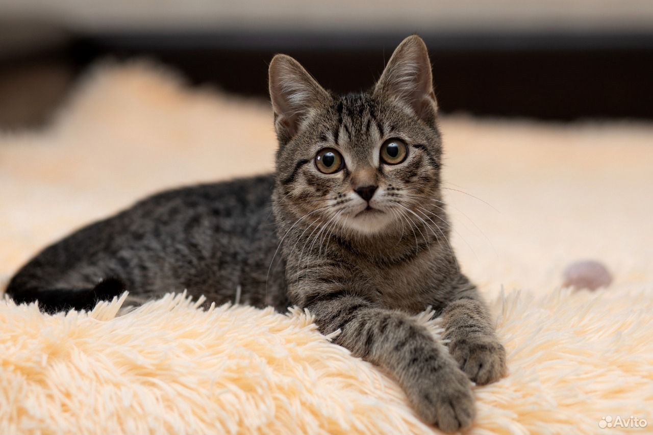 Ищет дом котёнок, 4 месяца, кличка Матвей (Мотя)