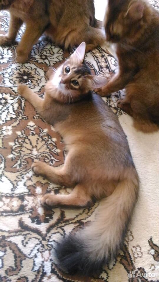 Сомалийская красотка 4,5 мес