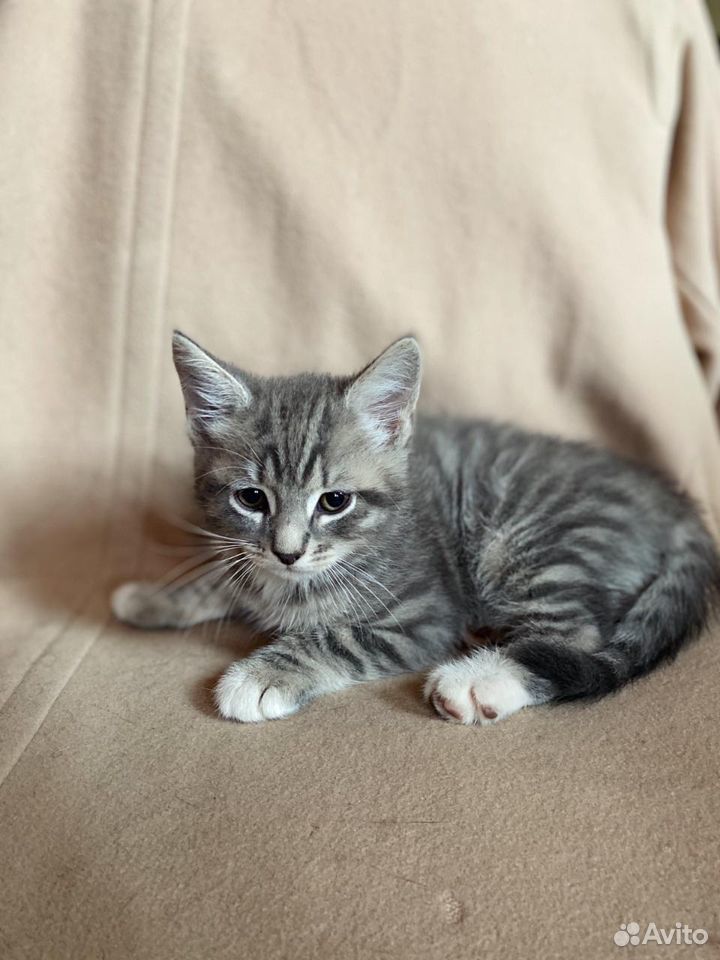 Котята