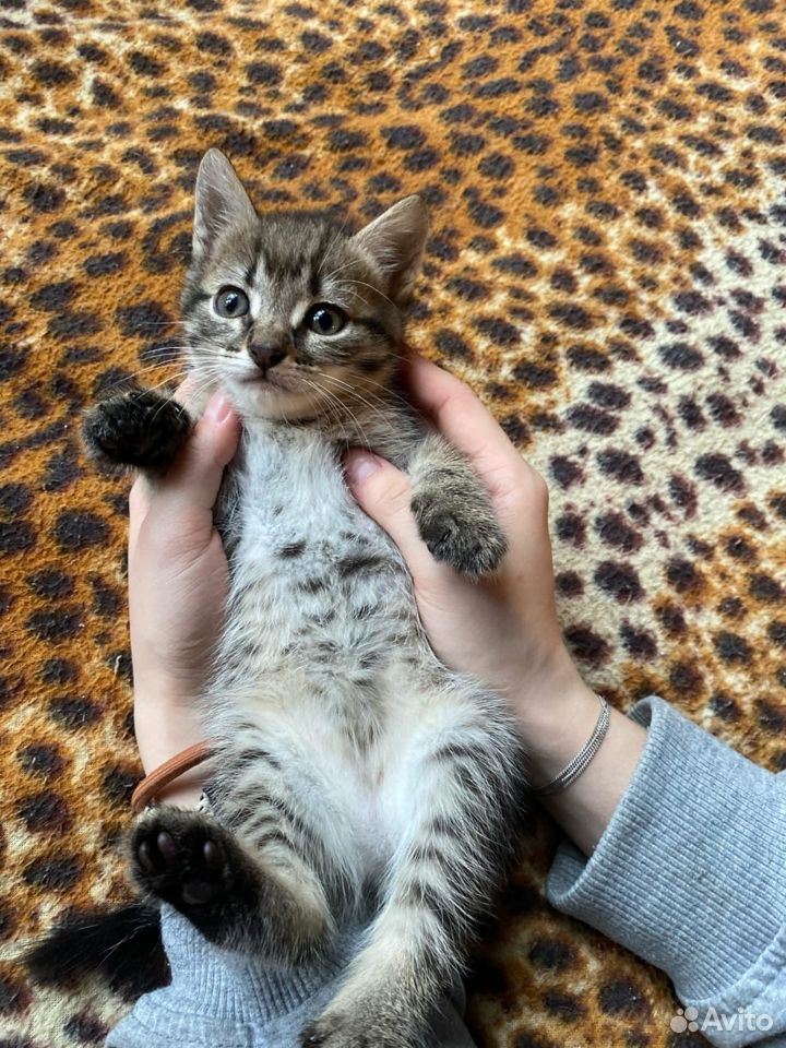 Котята-тигрята