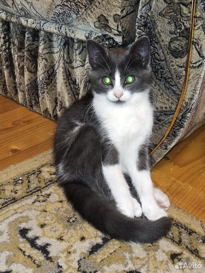 Кот