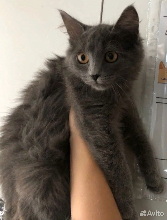Красивая дымчатая котейка