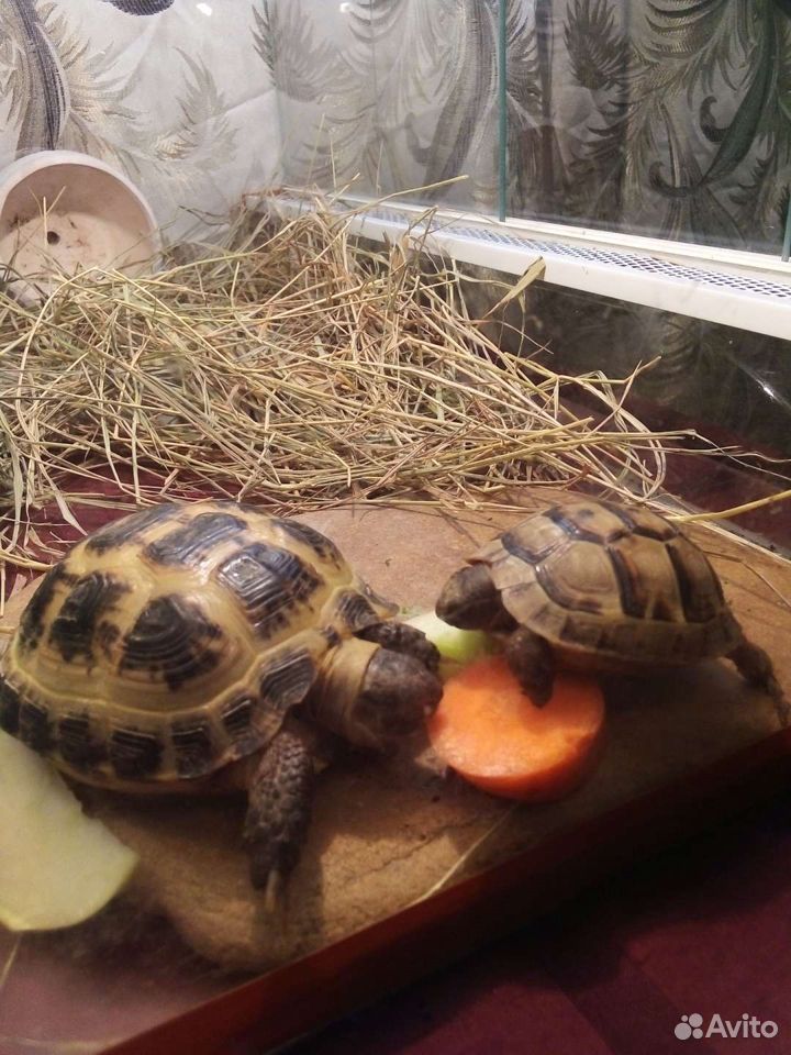 Черепахи девочки