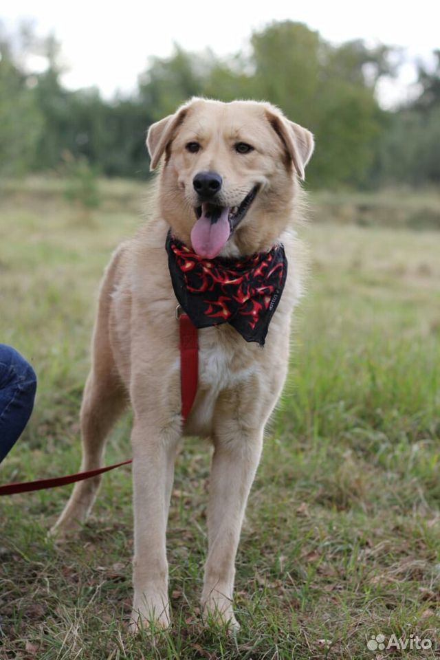 Метис лабрадора Ляля 1,5 года в дар