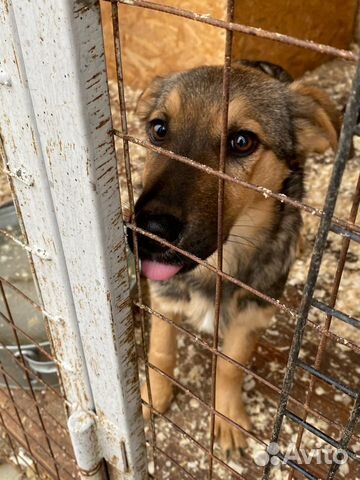 Звезда-Вега