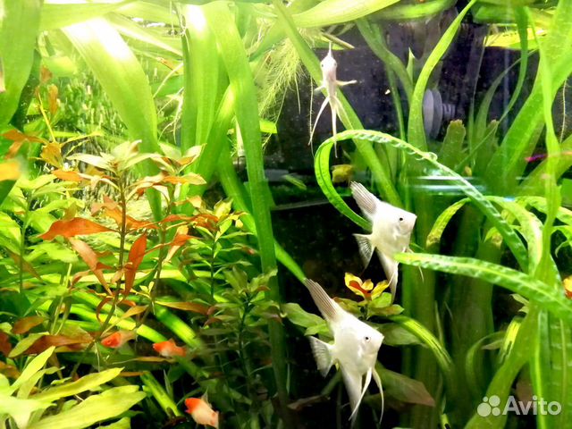 Аквариумные рыбки скалярии Жемчужина Болгарии