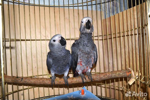 Серый африканский попугай выкормыш