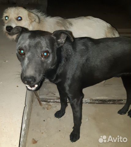 Собаки мальчик чёрный и девочка, стерилизованная п