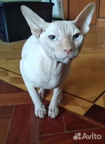 Канадский сфинкс на случку (котята ваши)