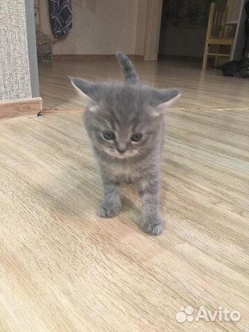 Шотландские котята