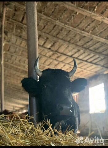 Коровы и телята