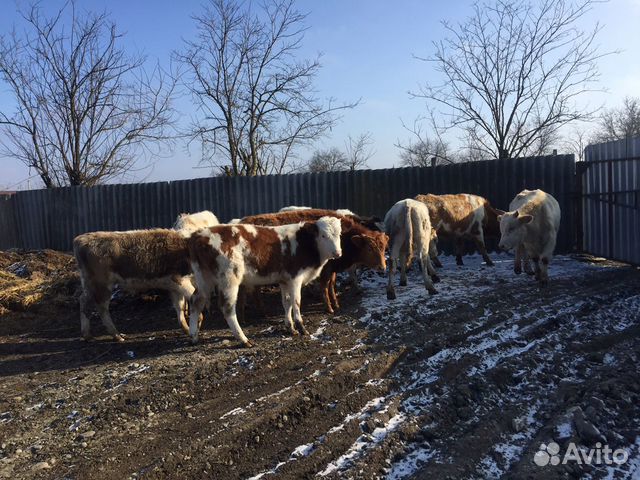 Продаются быки