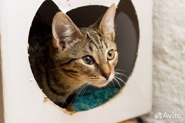 Озорные котята в добрые руки