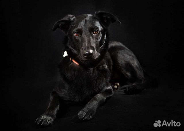 Микки собака мечта