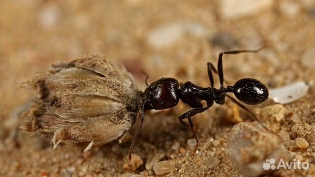 Муравьи для ферм