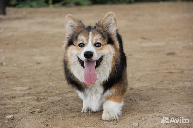 Корги кобель вязка