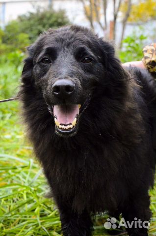 Восхитительный красавчик Каракум