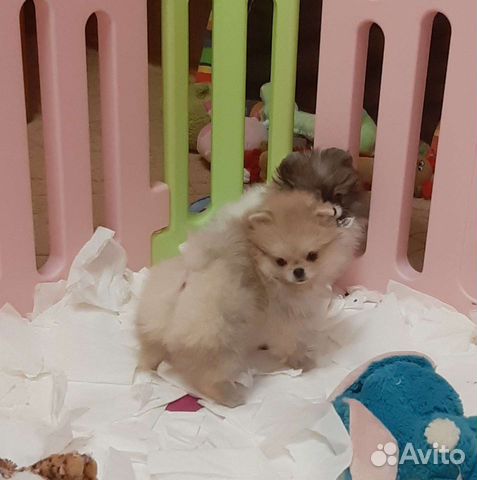 Померанский шпиц медвежьего типа мини девочка