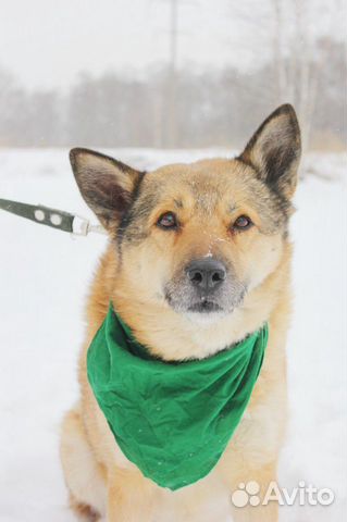Рыжая лисичка нуждается в семье, собака в дар