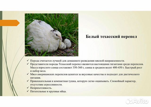 Перепелята, инкубационные яйца