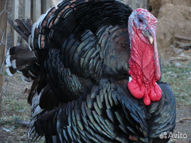 Индюк на племя