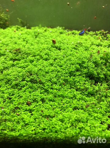 Хемиантус куба (Hemianthus kuba)