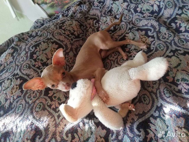 Мини той терьер