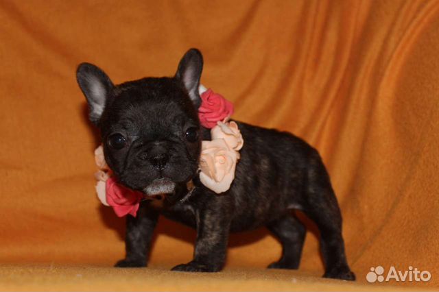 Мини француженка