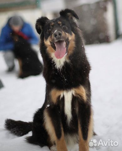 Задорная Фиби ищет дом