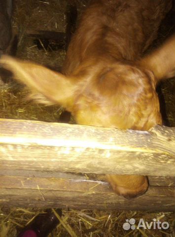 Бычок от домашней коровы