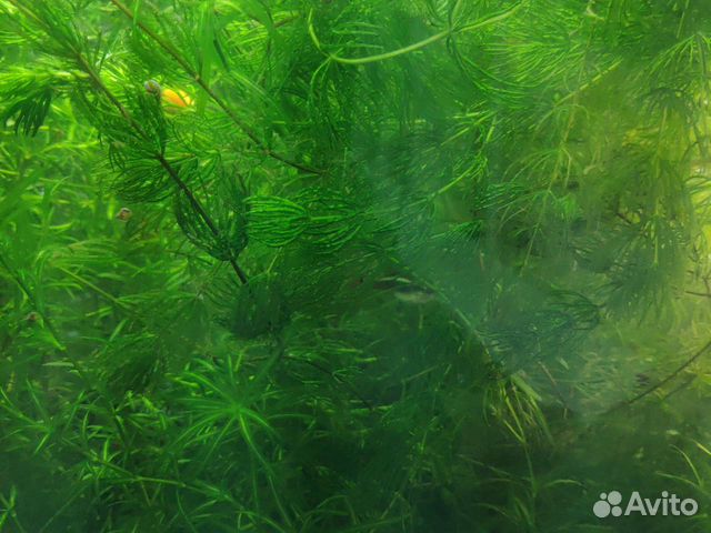 Аквариумное растение