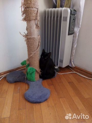 Котенок бесплатно в добрые руки