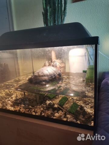 Черепаха морская хочет в новый дом