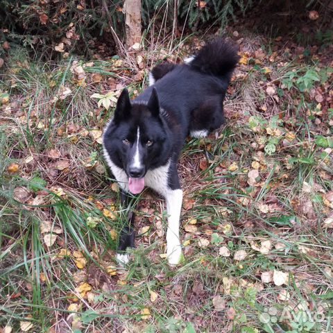 Русско европейская лайка, возраст 3,6