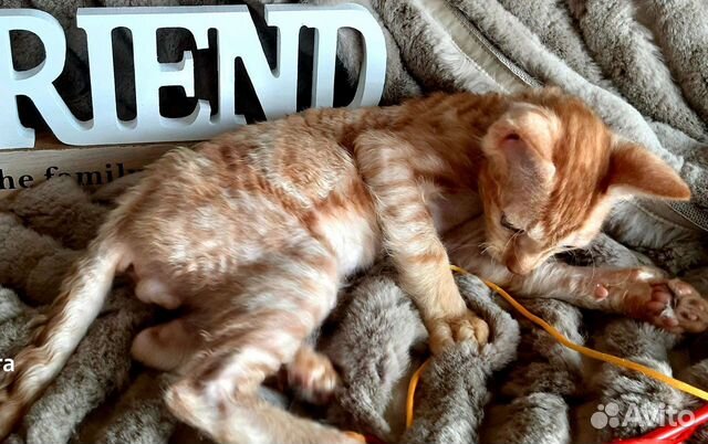 Красный уральский рекс